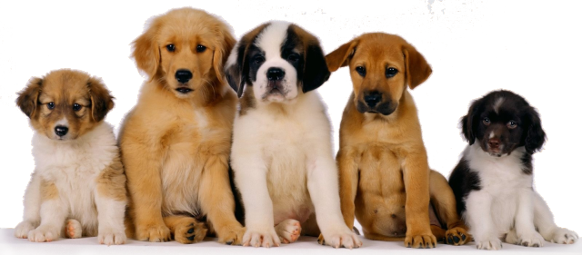 ASPARREN BROCOS HANIA : segunda entrada