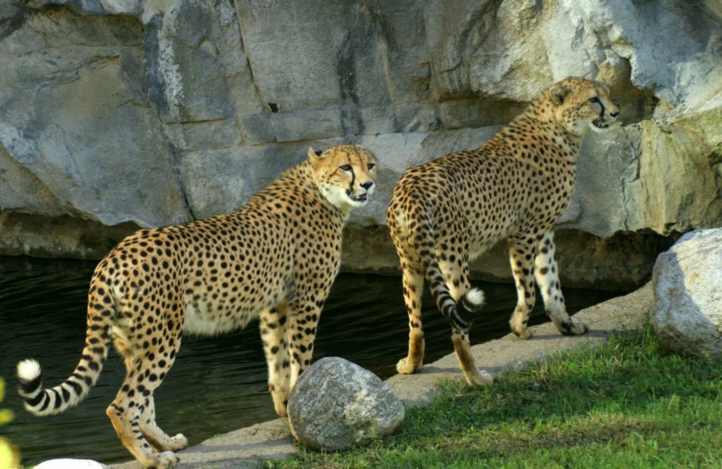 Temaiken, un fascinante paseo por el mundo salvaje - Buena Vibra